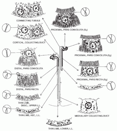C1-FF32.gif | Abdominal Key