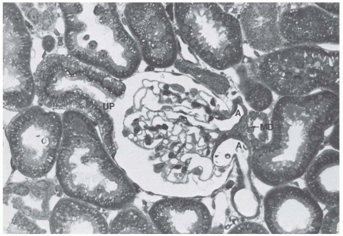 C1-FF34.gif | Abdominal Key
