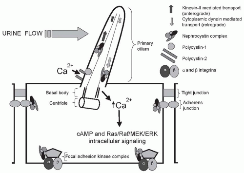 C15-FF5.gif | Abdominal Key