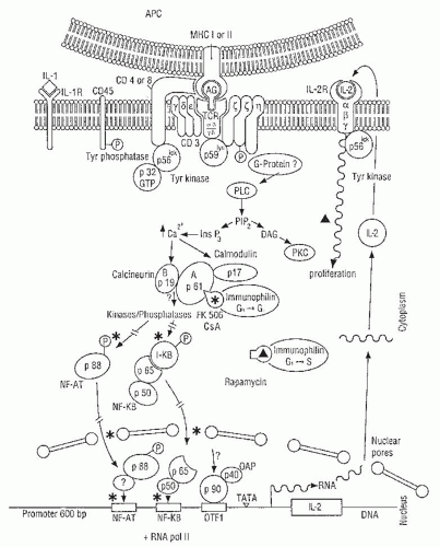 C31-FF6.gif | Abdominal Key