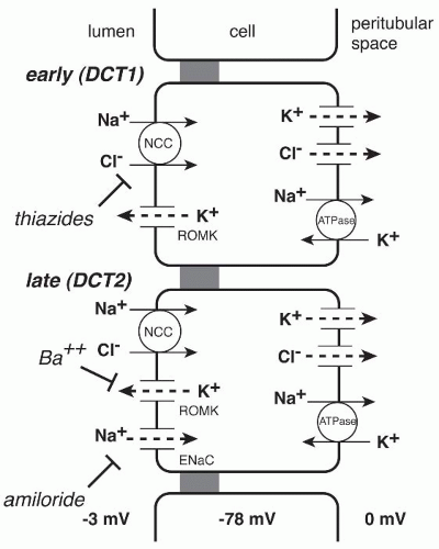 C5-FF8.gif | Abdominal Key