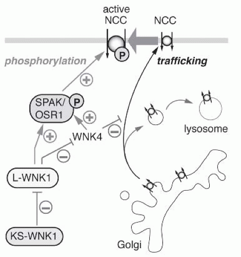 C5-FF9.gif | Abdominal Key