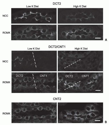 C6-FF7.gif | Abdominal Key