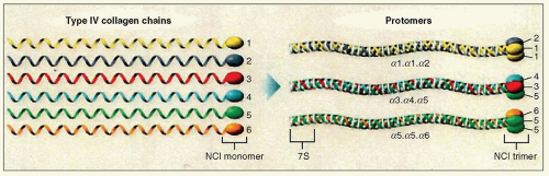 C1-FF66.gif | Abdominal Key