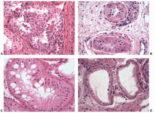 C11-FF30.gif | Abdominal Key