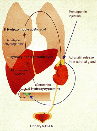 C17FF31.gif | Abdominal Key