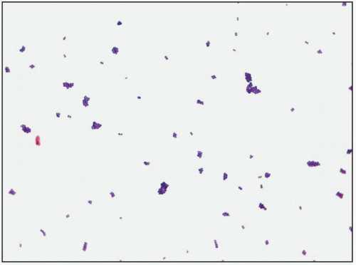 C2-FF10.gif | Abdominal Key