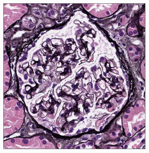 C5-FF5.gif | Abdominal Key