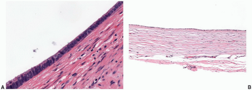 C5-FF69.gif | Abdominal Key