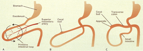 DA2C13FF2.gif | Abdominal Key