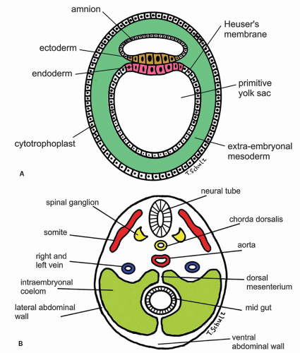 C16-FF30.gif | Abdominal Key