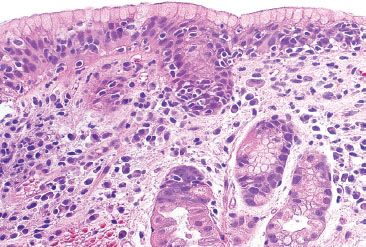 image00834.jpeg | Abdominal Key