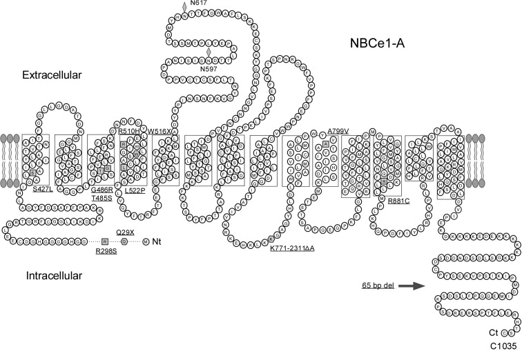 Slc4 Sodium Driven Bicarbonate Transporters Abdominal Key